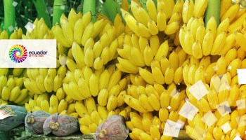 LOS CULTIVOS TROPICALES: VARIEDADES