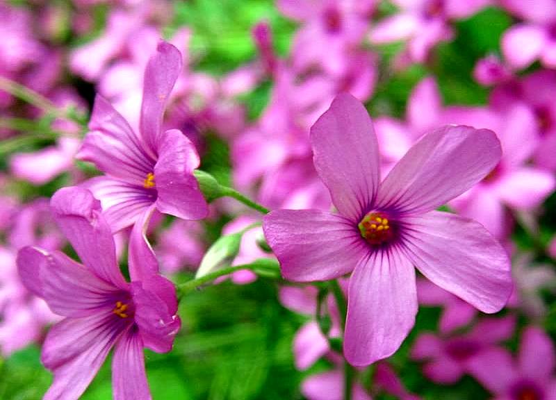 Bunga-Bunga Yang Cantik Dan Indah - AlamBlogr