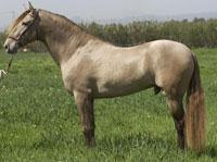 Rafa Herrador de caballo: RAZAS, MANEJO Y CUIDADOS DEL CABALLO