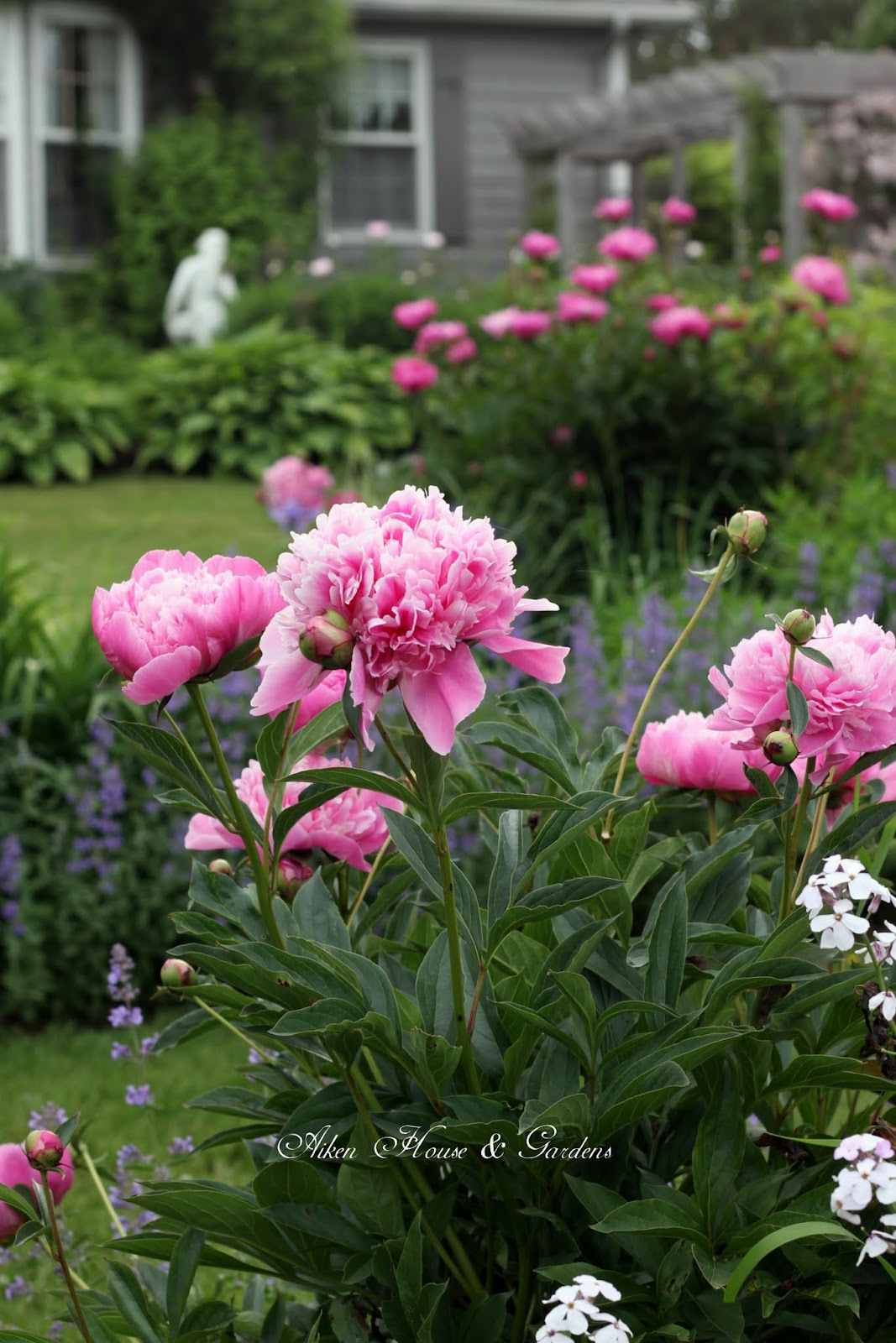 Aiken House & Gardens: Peonies in the Garden