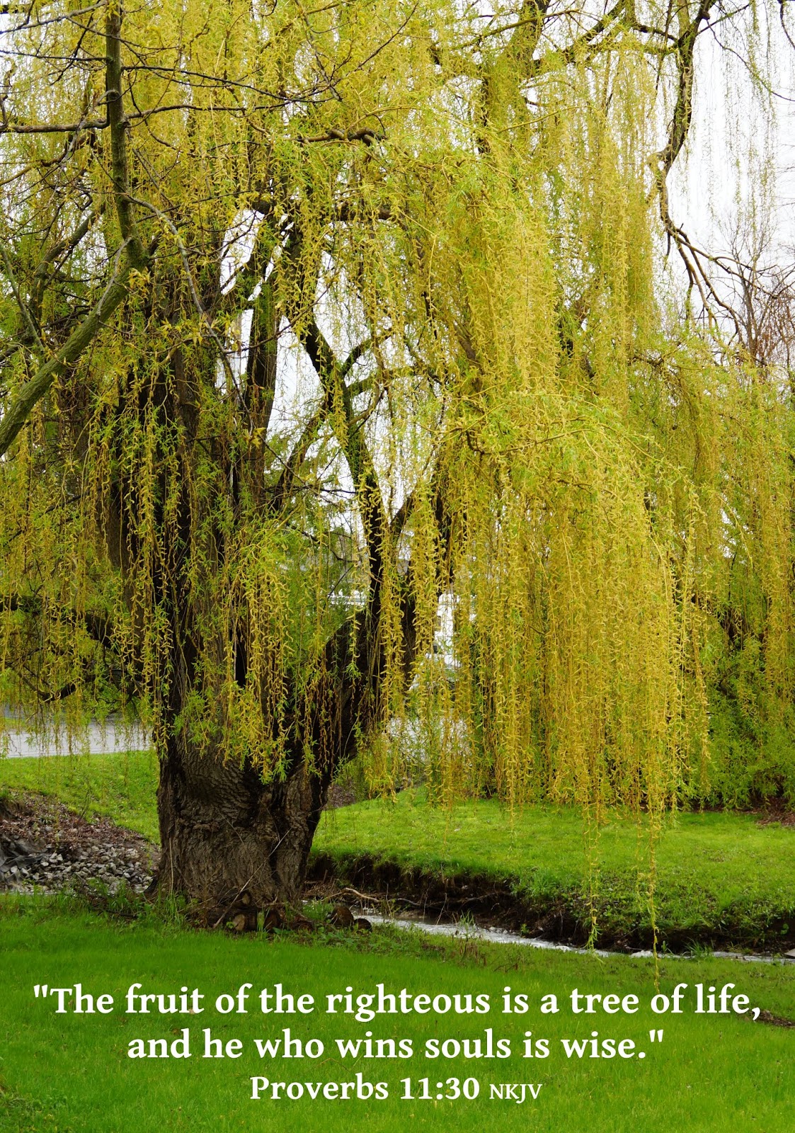 Faithfully Flourishing: The Fruit of The Righteous is a Tree of Life