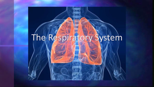 Respiratory System Overview Respiratory System Overview