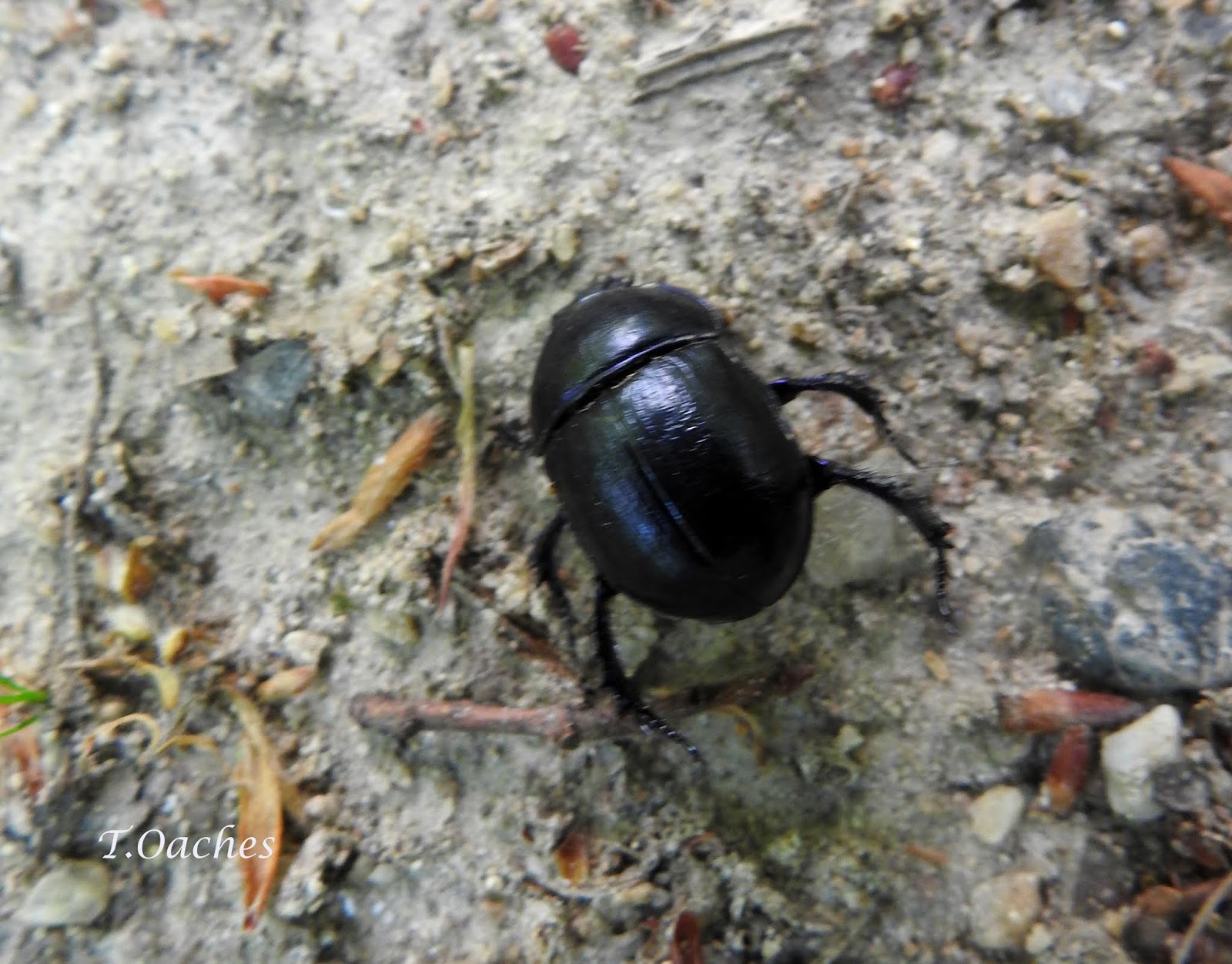 PASARI DIN ROMANIA: INSECTE (1 bis) - continuare