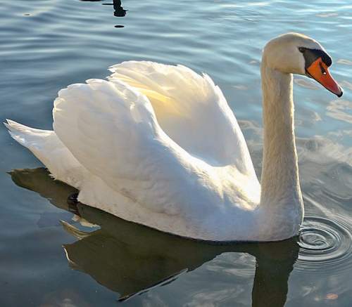List of Indian swans - Images | Birds of India | Bird World