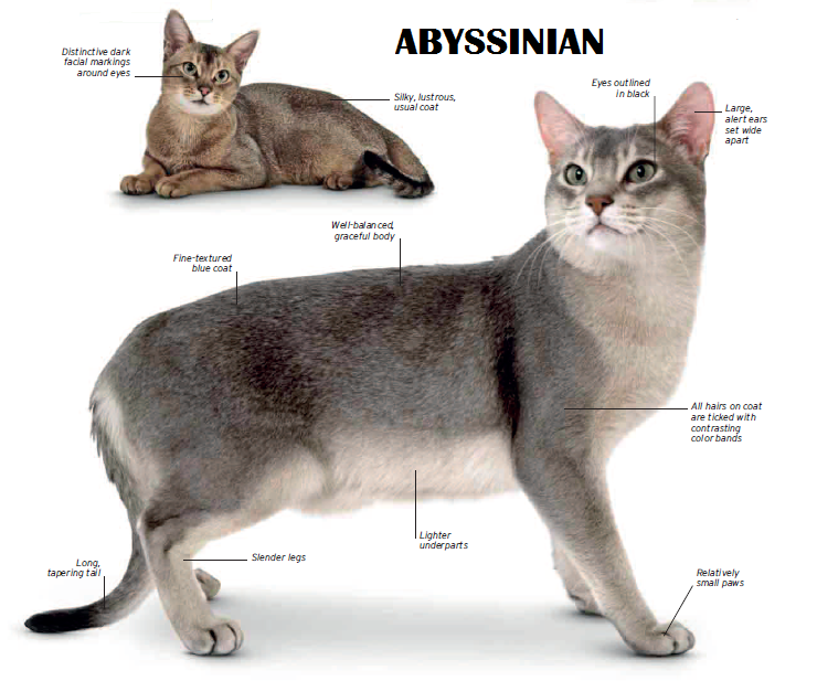 83 Jenis Baka Kucing (Bulu Pendek) yang Ada Di Dunia - Comel-Comel ...