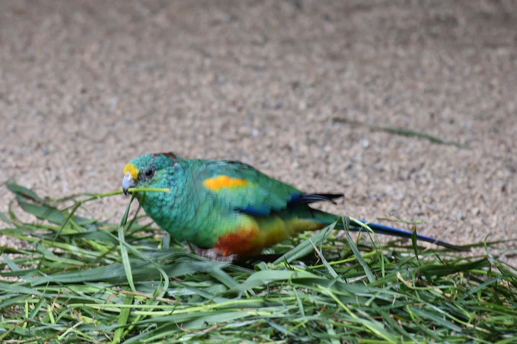 ZOOTOGRAFIANDO (6.100 ANIMALS): PERICO VARIADO O MULTICOLOR / MULGA ...