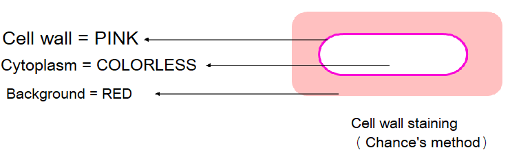cell wall staining