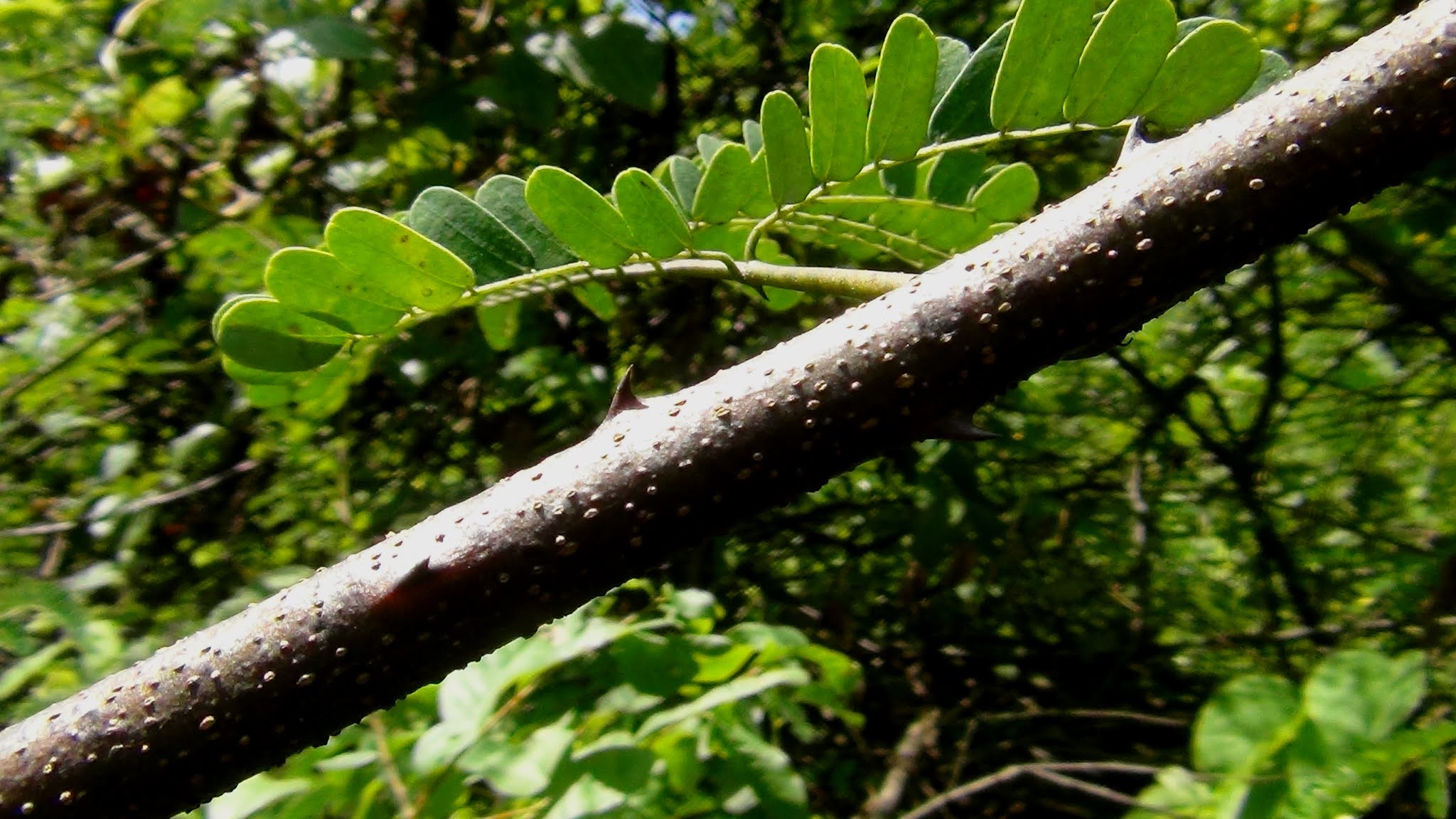 Kuchai or Konoklota, Caesalpinia enneaphylla