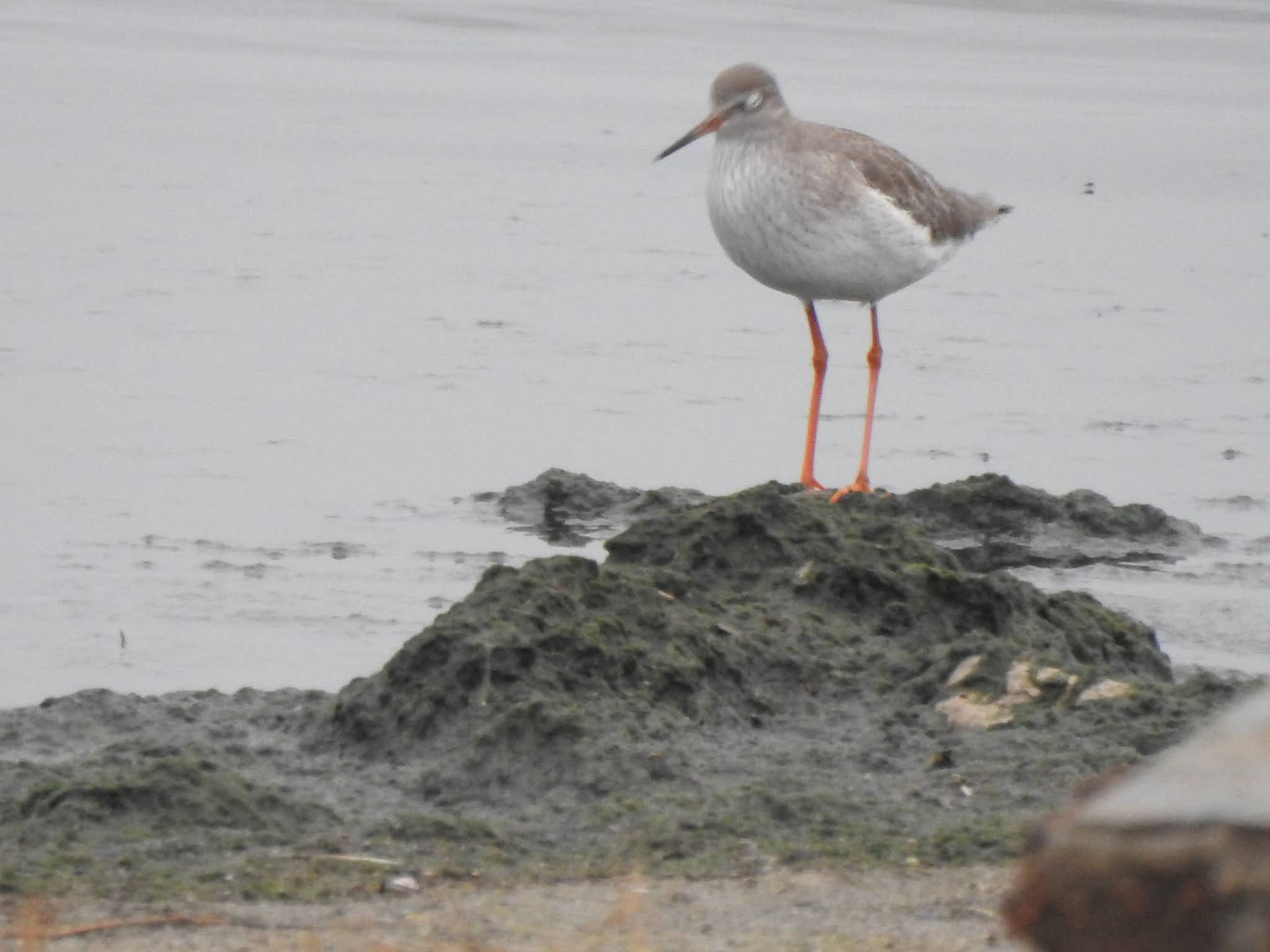 PASARI DIN ROMANIA: FLUIERAR CU PICIOARE ROSII, Tringa totanus
