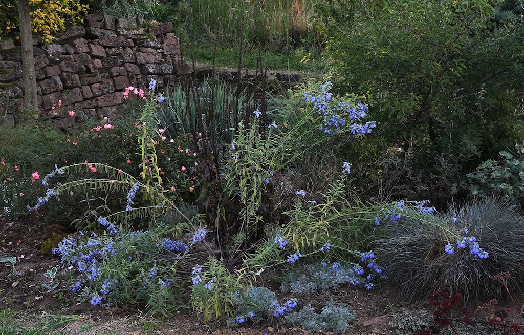 Salvia azurea - Blue sage - Prairie sage care and culture | Travaldo's blog