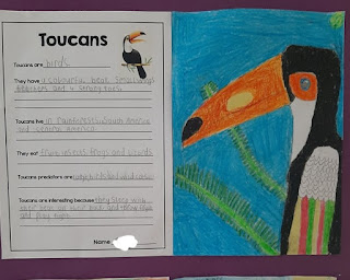 Ms. Forde's Classroom: Report Writing Animals (Toucans)