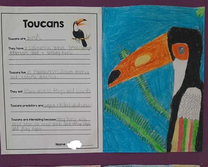 Ms. Forde's Classroom: Report Writing Animals (Toucans)