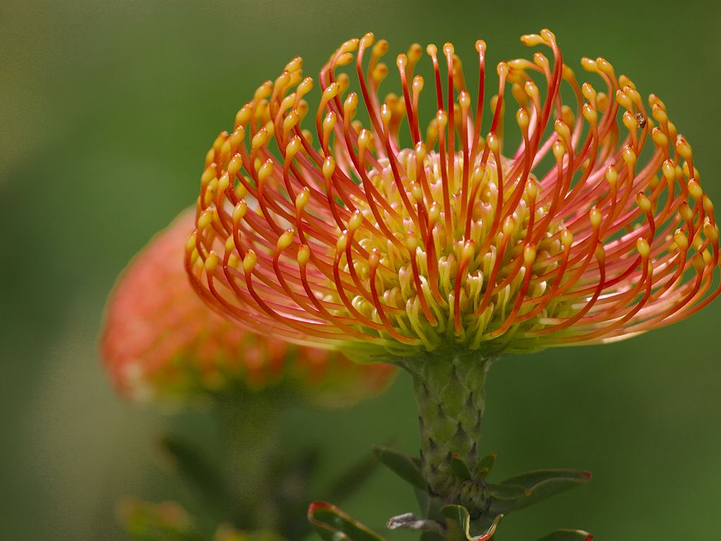 Flowers: Leucospermum