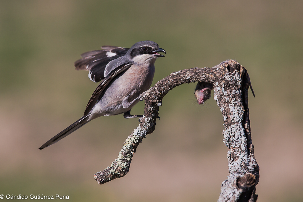 ALCAUDON REAL - Lanius Excubitor | Observatorio de la Naturaleza