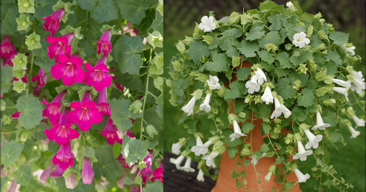 Lophospermum: How To Grow and Care For Mexican Twist