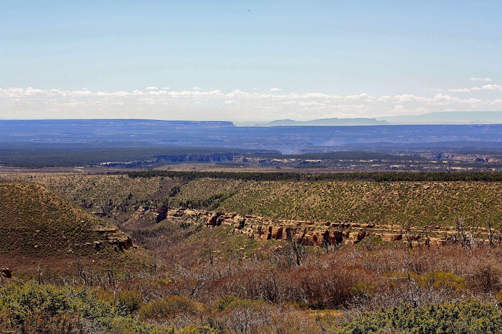 The Southwest Through Wide Brown Eyes: Mesa Verde Springs Alive!