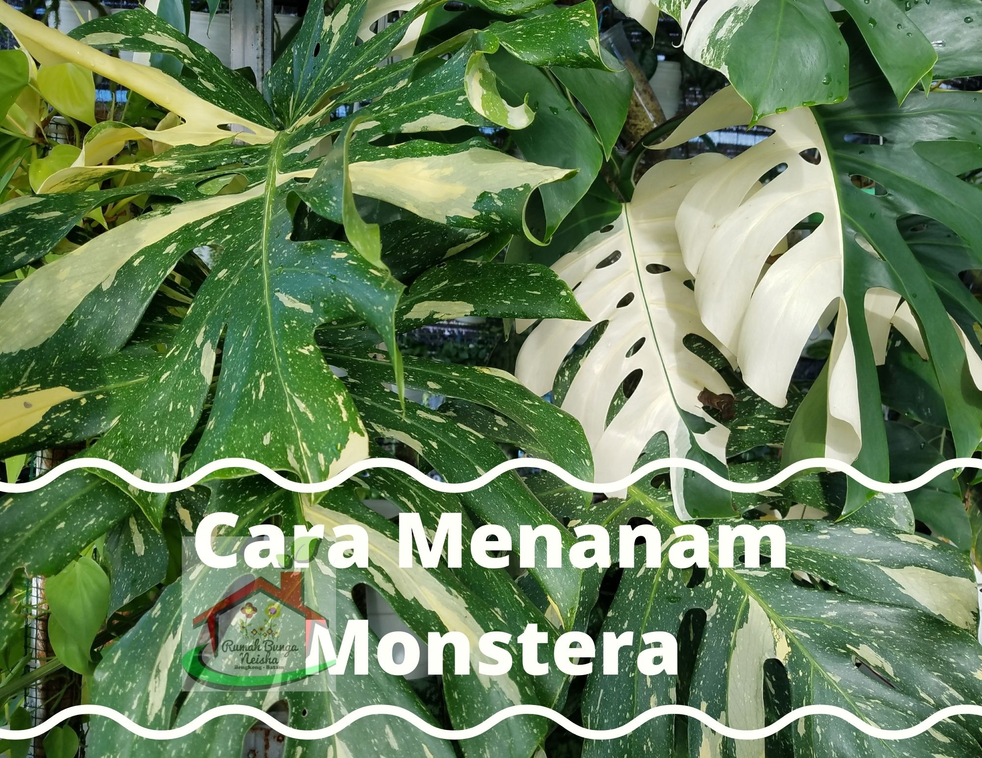 Rumah Bunga Neisha: JENIS Tanaman Hias Monstera dan Cara Merawatnya