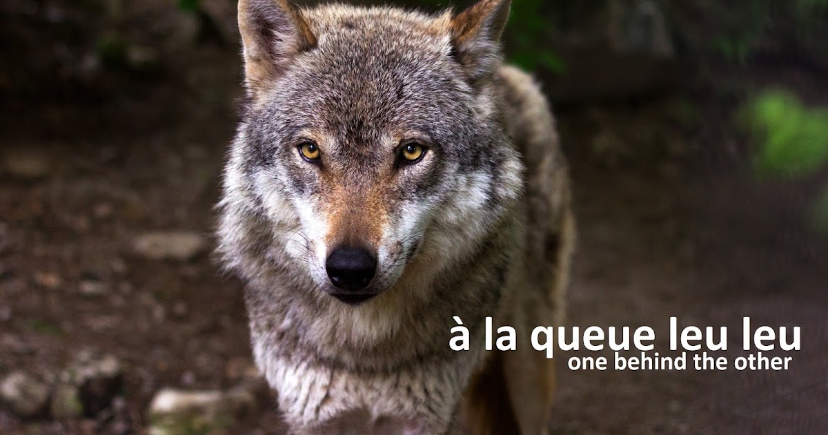 Expressions | à la queue leu leu | Étymologie, définition, exemples ...