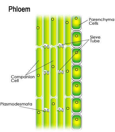 Difference between Xylem and Phloem Tissues