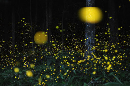 Everything About Japan: Enchanting Firefly Forest in Japan