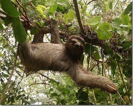 COCLE AVENTURE: Flora y fauna