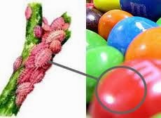 Colla.Production: Colorant E 120 - cochenille