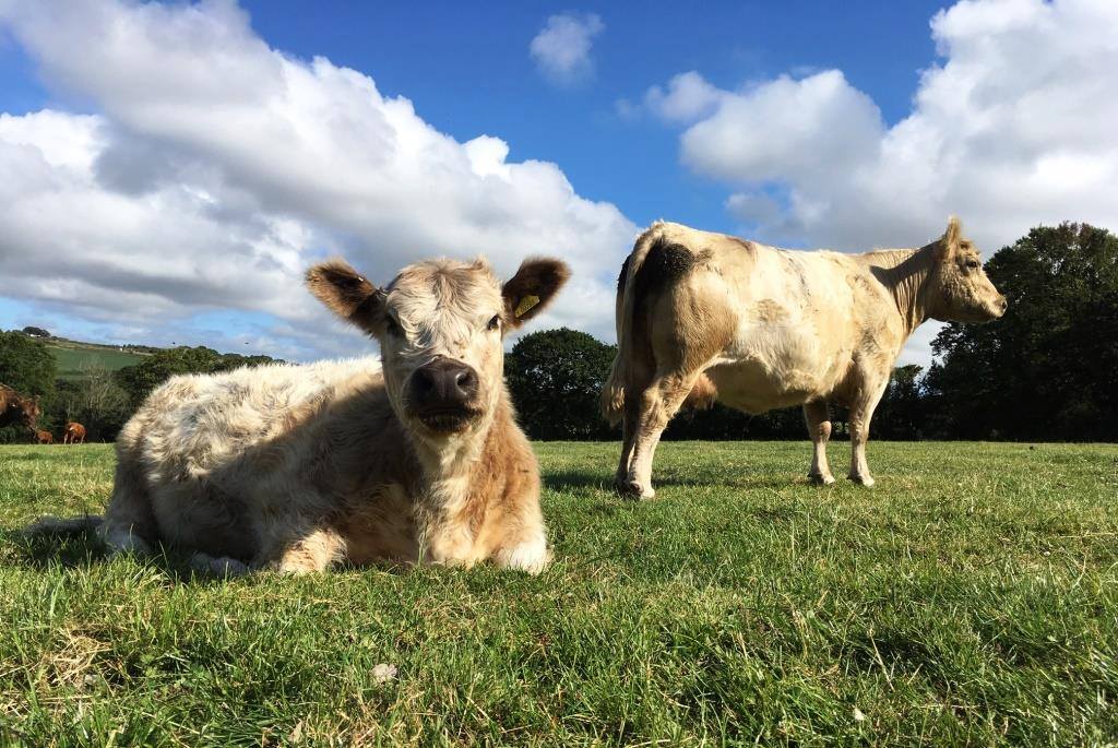The Holiday Cottages: Rayle Farm Cottages, Bridge, Redruth, Cornwall ...