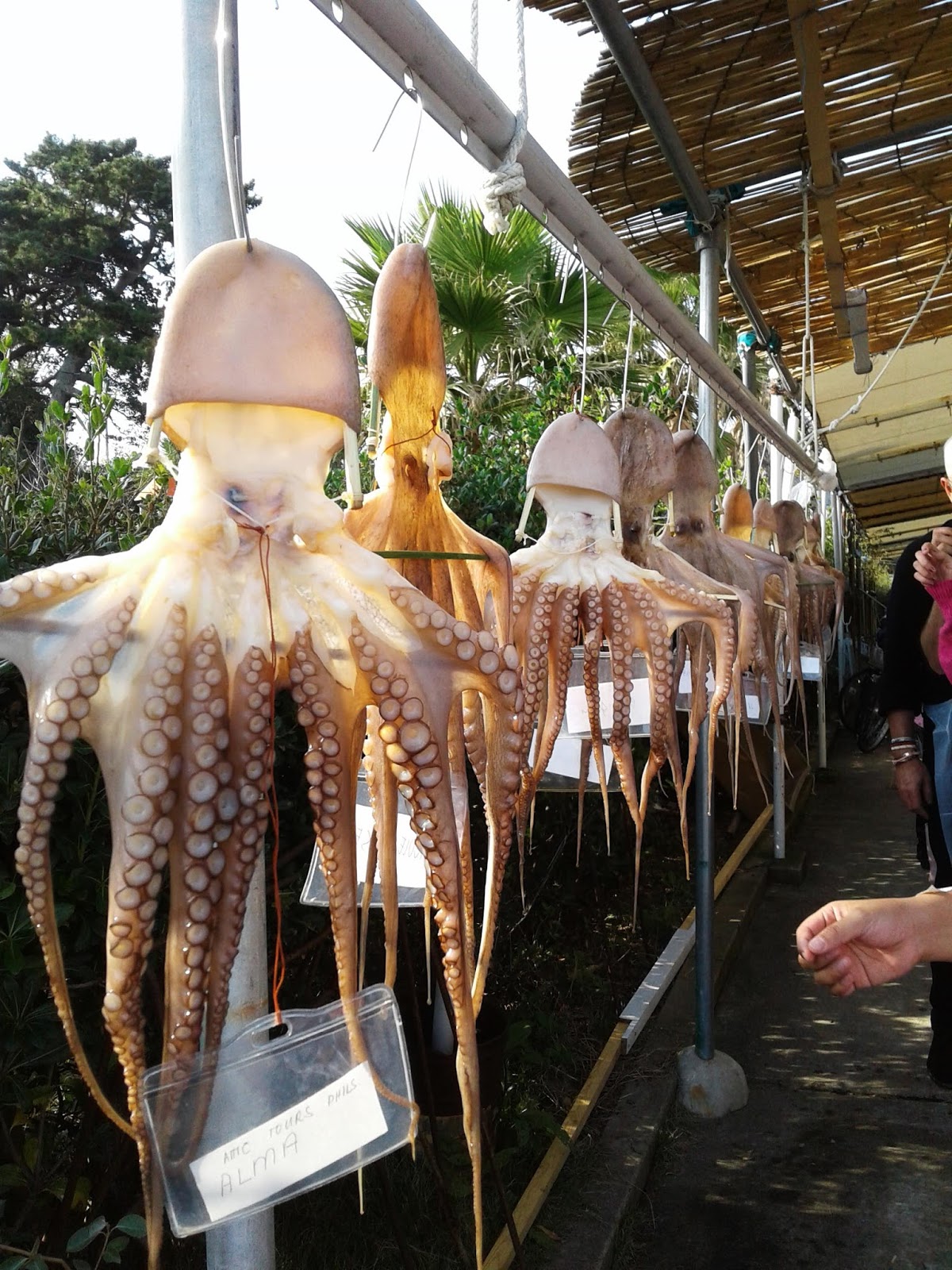 Handa City, Himaka Island, Minamichita & Gamagori City of Aichi ...