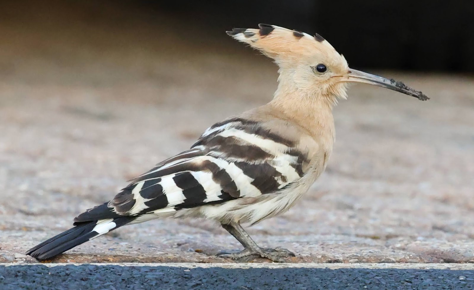 Austin's Birding Blog: 04/10/2020 Collingham, West Yorkshire