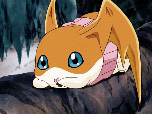 Patamon - Digimon Frontier ~ MEU×DIGIMON