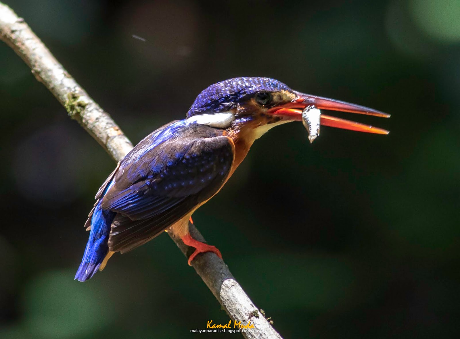 SOUTH EAST ASIA BIRDS - Malaysia birds paradise