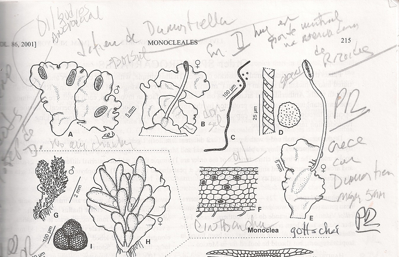 Flora de Puerto Rico Ilustrada Papo Vives: HEPÁTICAS TALOIDES ...