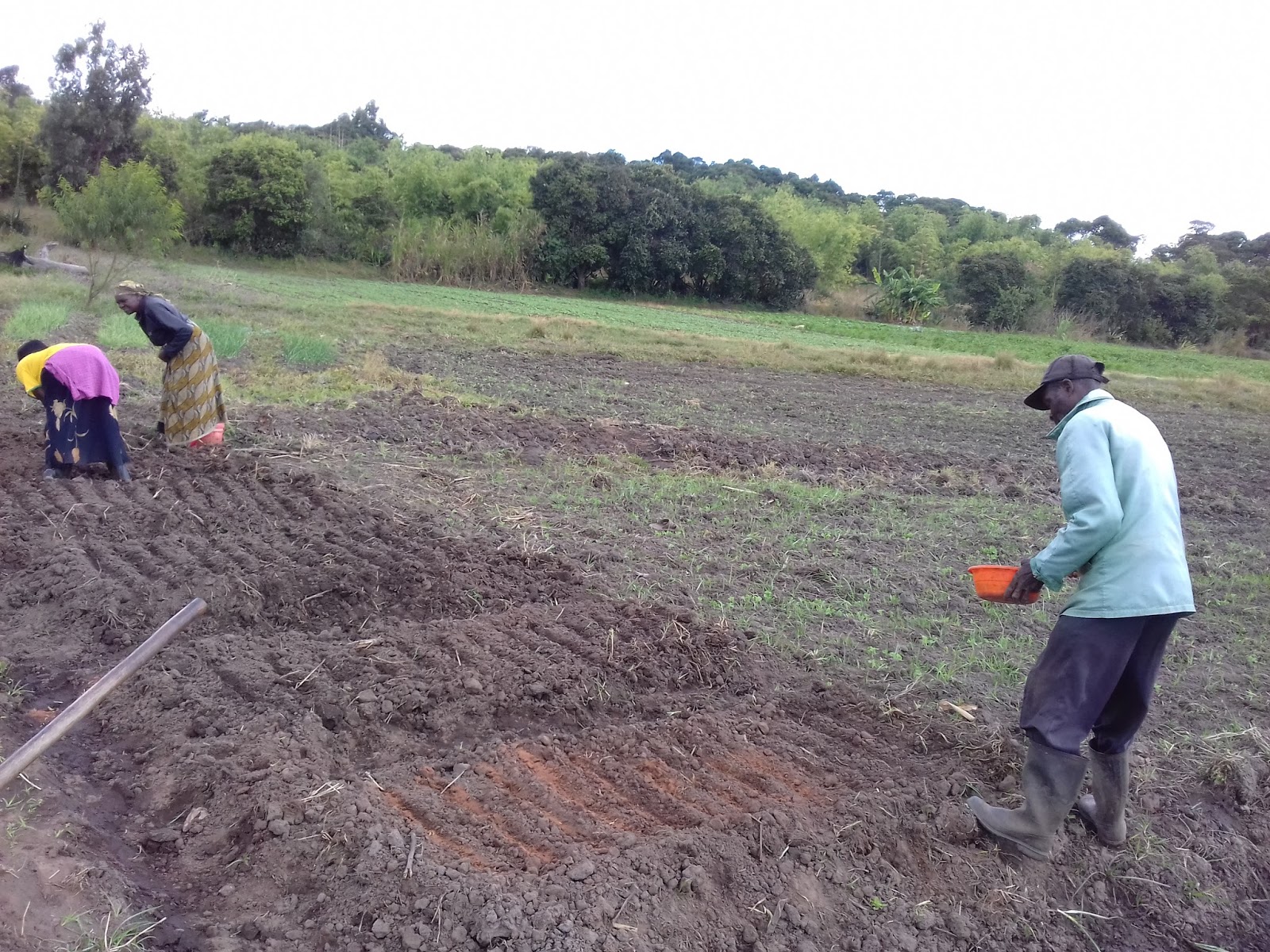 UANDAAJI WA KITALU CHA MBOGA MBOGA KITAALAMU - NORTAN