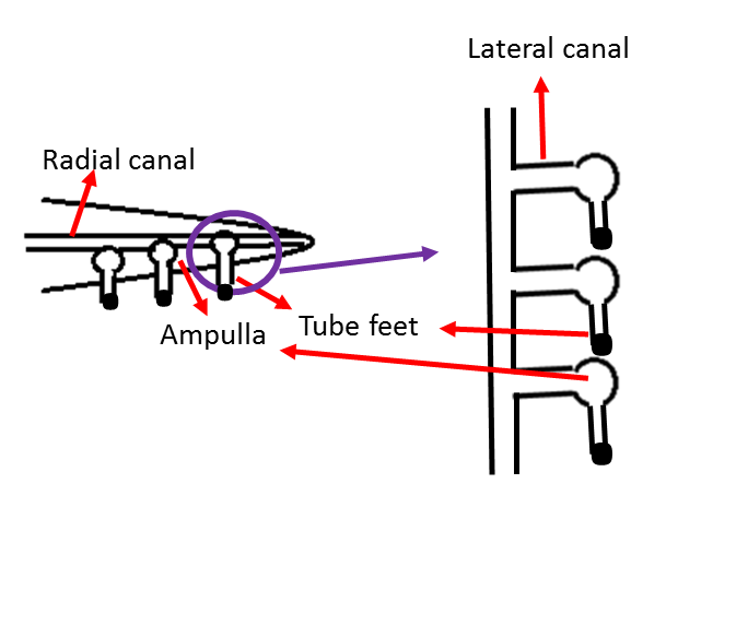 Water Vascular or Ambulacral System of Star Fish ; Asterias
