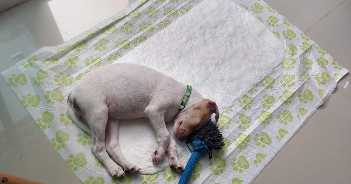 Como entretener a los perros en la cuarentena