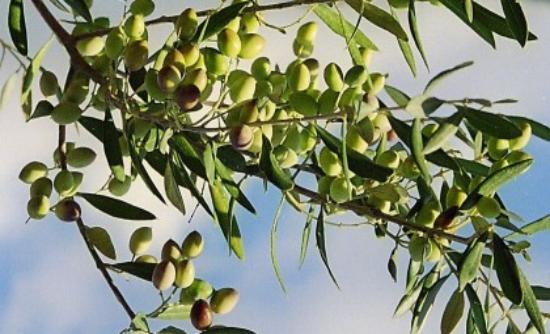ΕΞΑΙΡΕΤΙΚΟ ΠΑΡΘΕΝΟ ΕΛΑΙΟΛΑΔΟ ΡΕΘΥΜΝΟY ΚΡΗΤΗΣ ΕΛΛΑΔΑ: Ελαιολαδο Μαριού ...