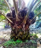 Anim Agro Technology: BAJA MPOB F3 DAN ISU PEMBAJAAN