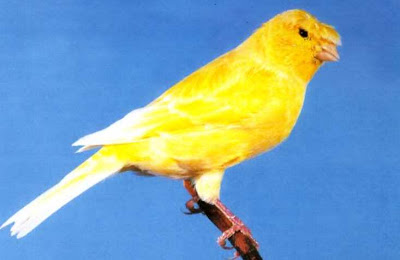 Ptice nase zemlje: Kanarinac
