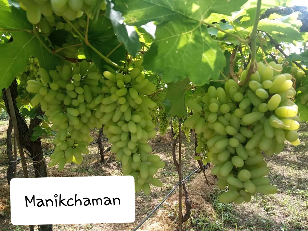 Galeri Foto Buah Anggur India Varietas Manik Chaman