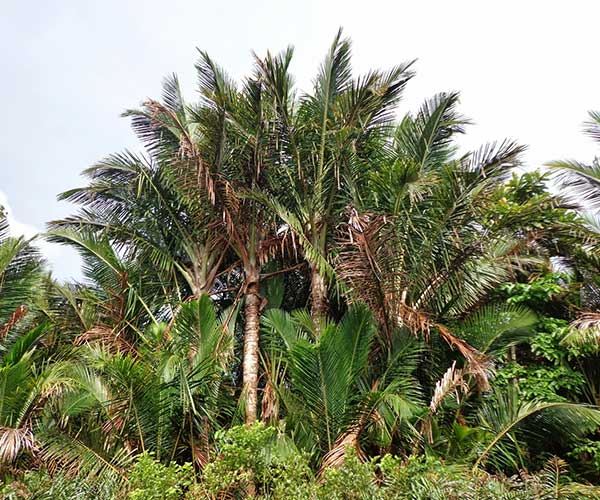 Bubur Sagu, Kuliner Lezat Dari Hutan Indonesia