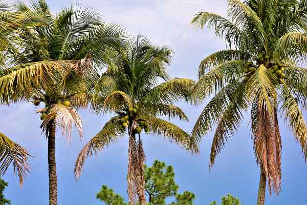About Coconut Tree In English Nariyal Uses Of Coconut Tree about-coconut-tree-in-english-nariyal-uses-of-coconut-tree