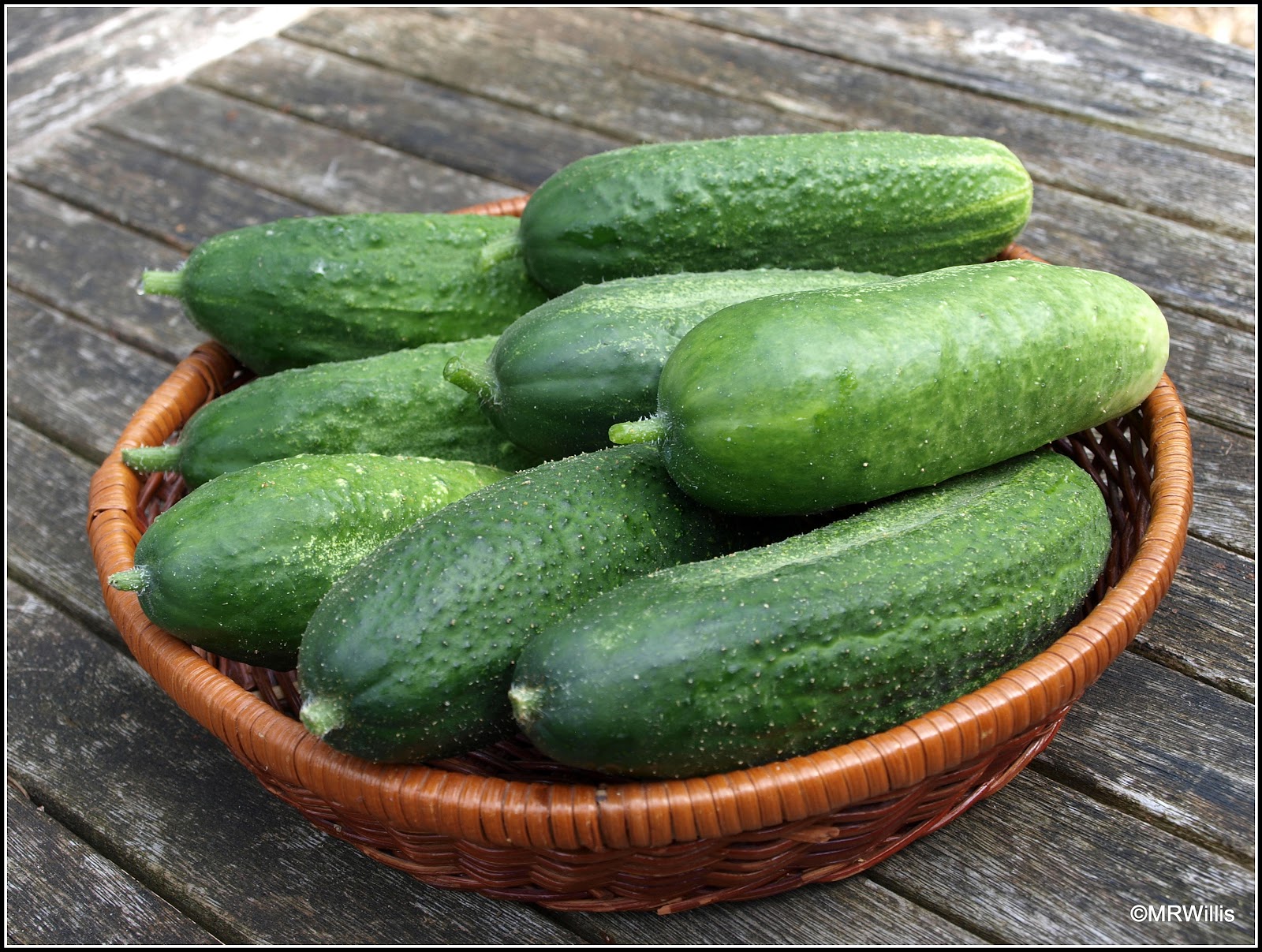 Mark's Veg Plot: Cucumbers galore!