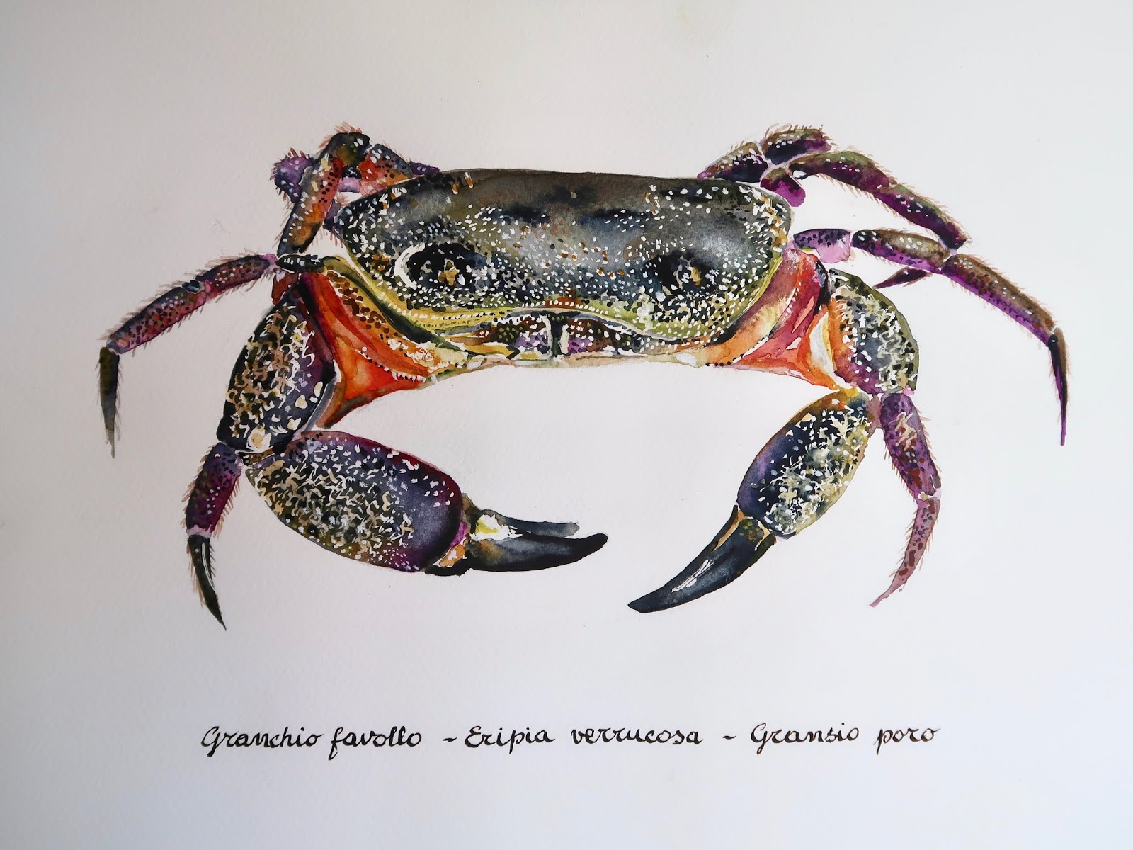 Claudio Trevisan: ILLUSTRAZIONI