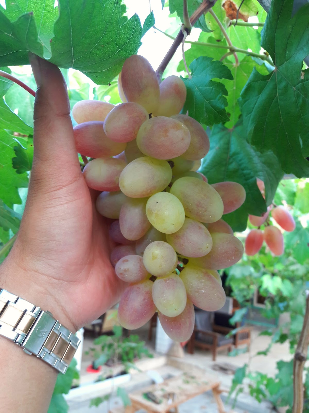 LUAR BIASA...!!! 11 jenis anggur ini yang paling genjah di indonesia ...