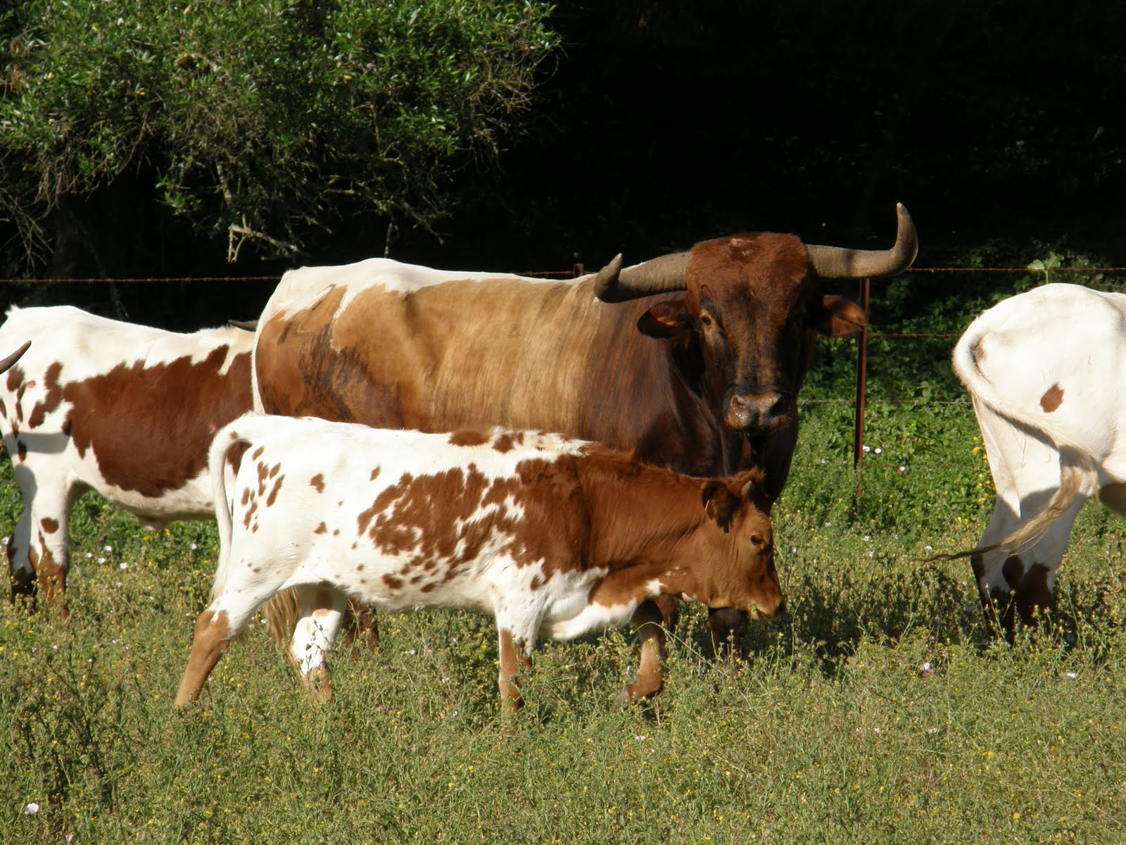 VENTA DE BUEYES: VENTA DE BUEYES BERRENDOS PARA CABESTROS