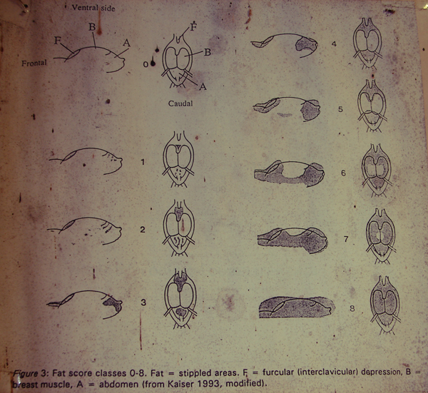 Reda Tomingas: Bird banding in Juodkrantė