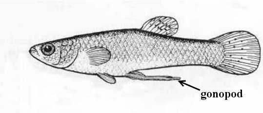 The Sex of Live-bearing fish - stefzeer's byte