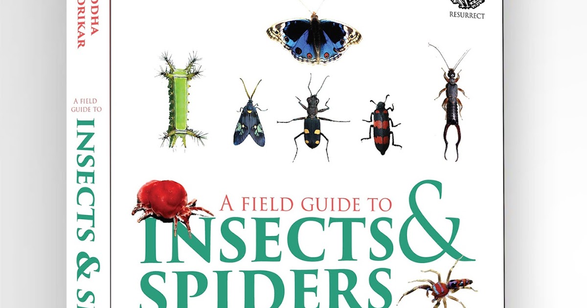 Field Guide to Insects and Spiders of Kanha Tiger Reserve