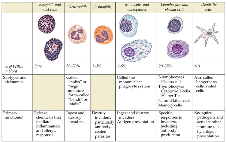 e-biolearning: Pertahanan Tubuh dan Respon Imun