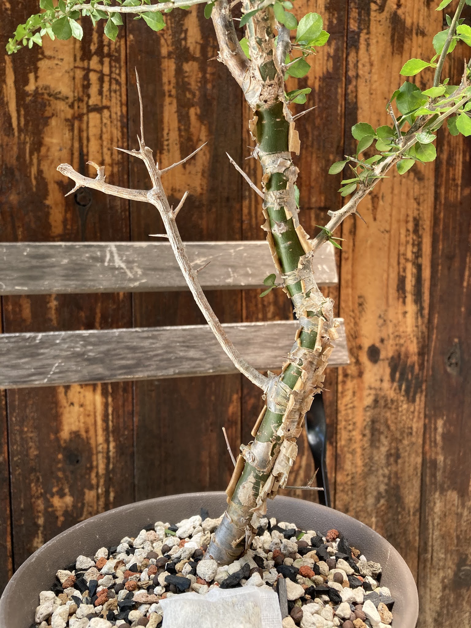 Commiphora simplicifolia 沒藥橄欖,稀有沒藥屬植物